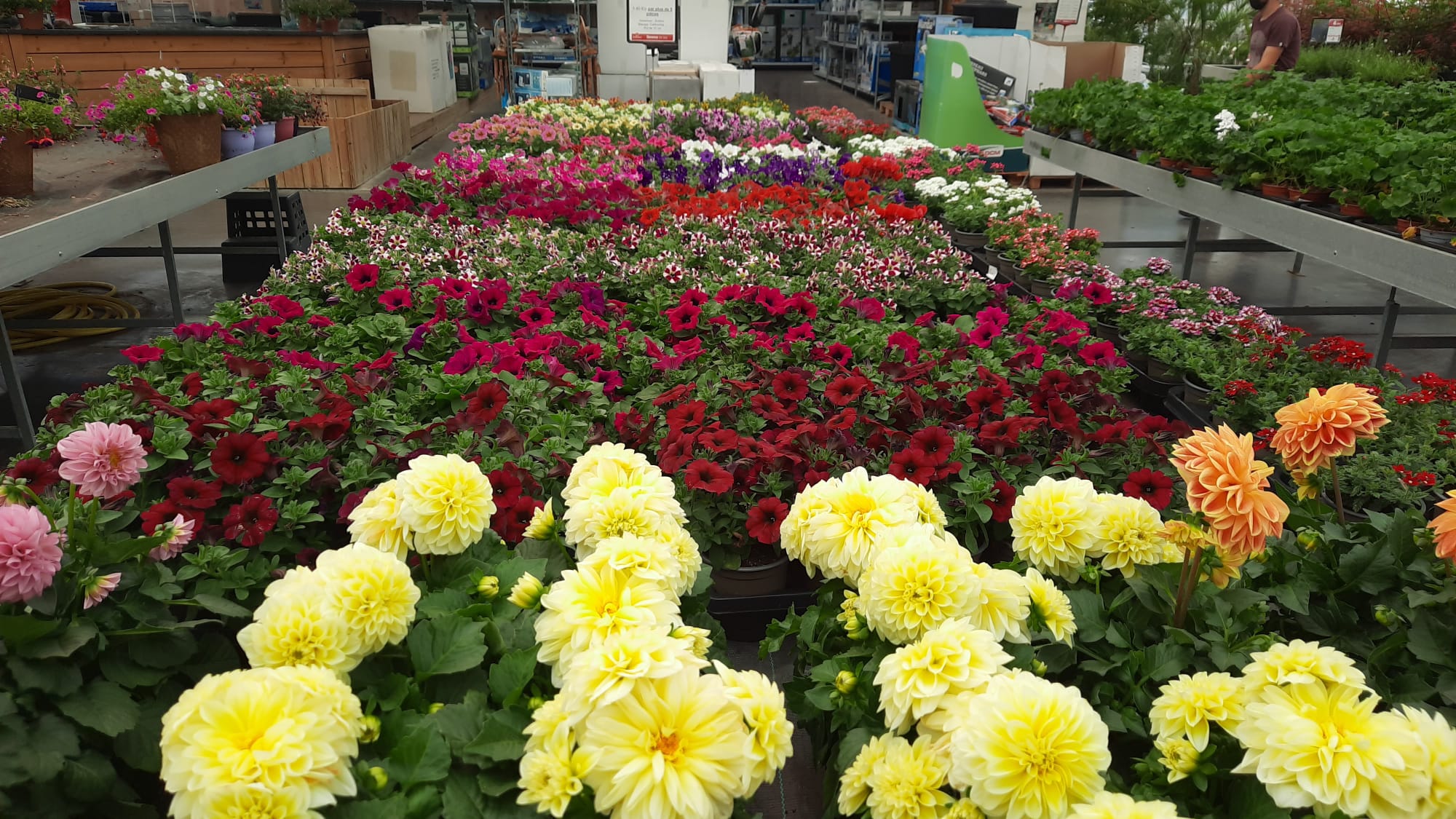 Bienvenue à la Jardinerie Delbard de Carnières - La Jardinerie Carnières