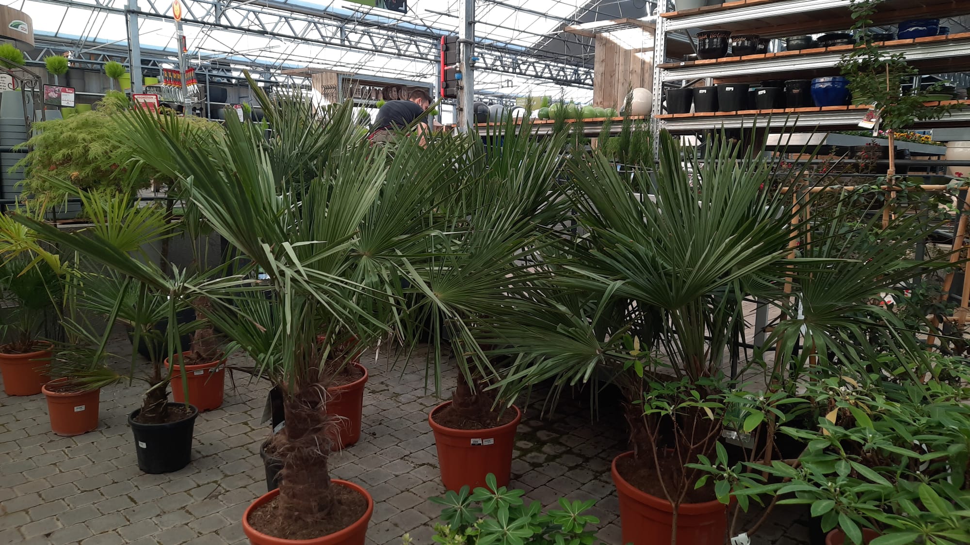 palmiers-ensemble-1 - La Jardinerie Carnières